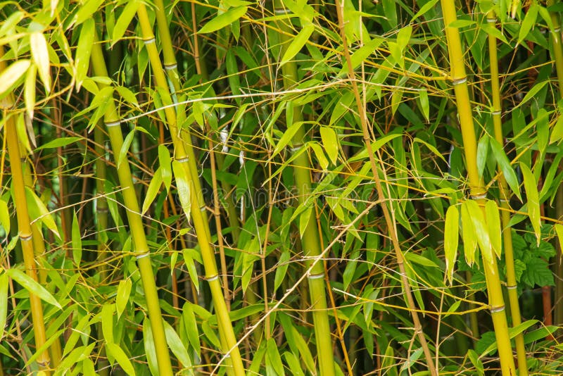 Bamboo Tree Landscape in the Rainforest. Background of Green Trunks and ...