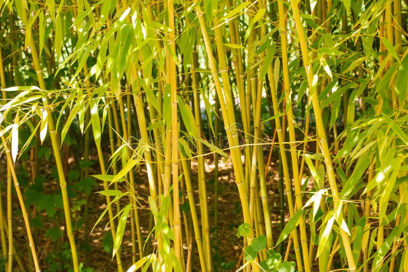 Bamboo Tree Landscape in the Rainforest. Background of Green Trunks and ...