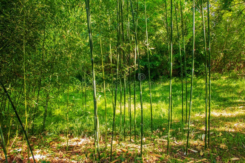 Bamboo Tree Landscape in the Rainforest. Background of Green Trunks and ...