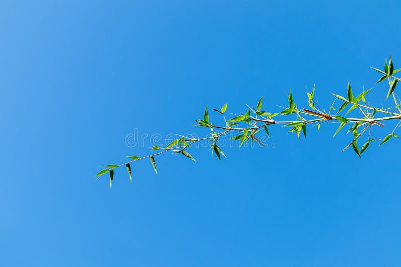 Bamboo Tree Leaves on a Bright Blue Sky Background Stock Photo - Image ...