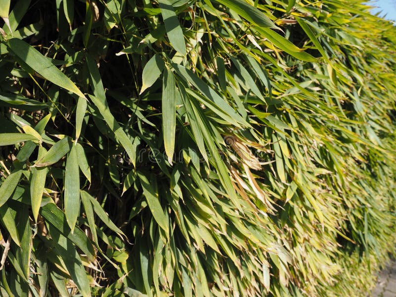 Bamboo tree leaves stock photo. Image of natural, background - 141257956