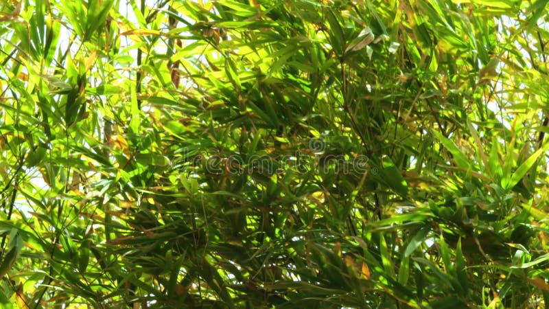 Bamboo Tree Leaves Shaking Due To Strong Wind Stock Video - Video of ...
