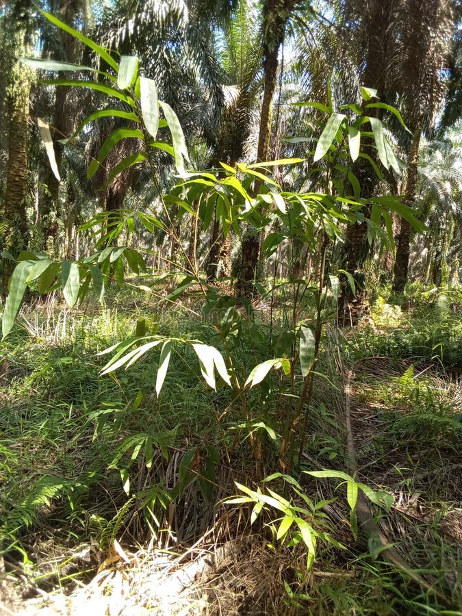 The Bamboo Tree that Look Still Young Stock Photo - Image of young ...