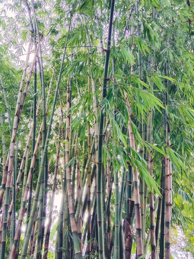 A Bamboo Tree in the Middle of a Field of Very Dense Leaves Stock Photo ...