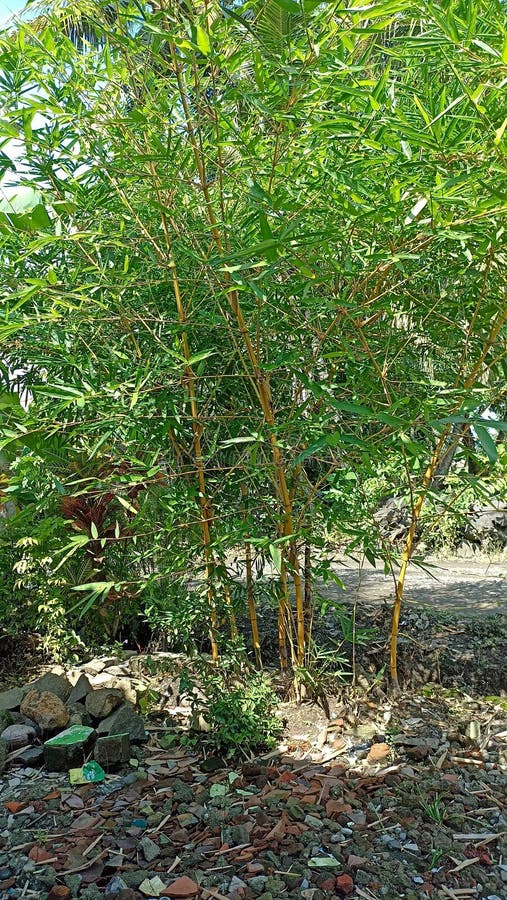 Bamboo Tree in the Middle of Garden Stock Image - Image of produce ...