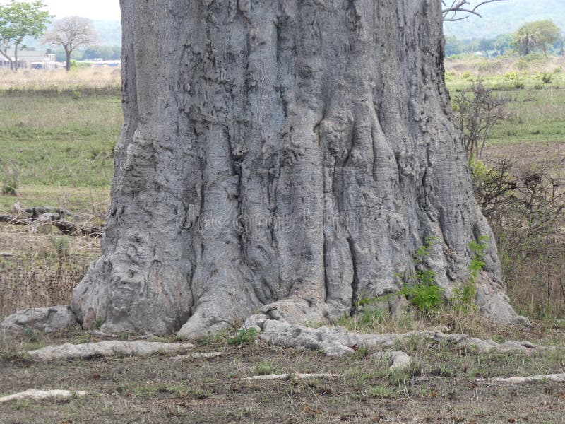 Bamboo Tree with More Than 1000 Years Old. Stock Image - Image of tree ...