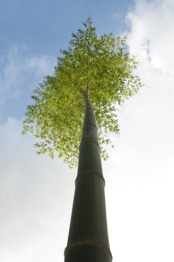 Bamboo Tree in Forest China Stock Image - Image of asian, closeup ...