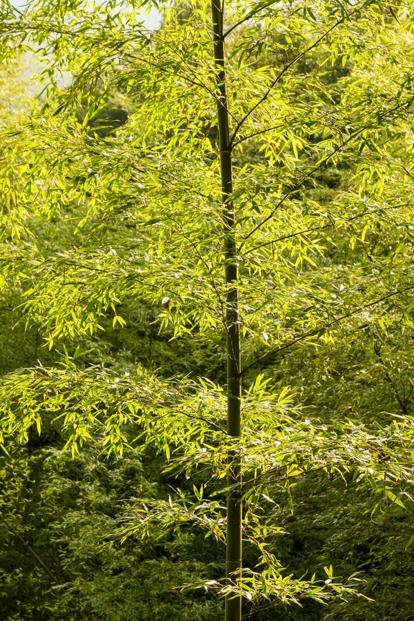 Bamboo Tree in Forest China Stock Photo - Image of plant, asian: 138467502
