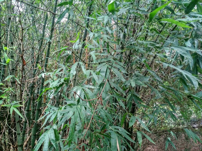 Bamboo tree near my house stock image. Image of bamboo - 152245635