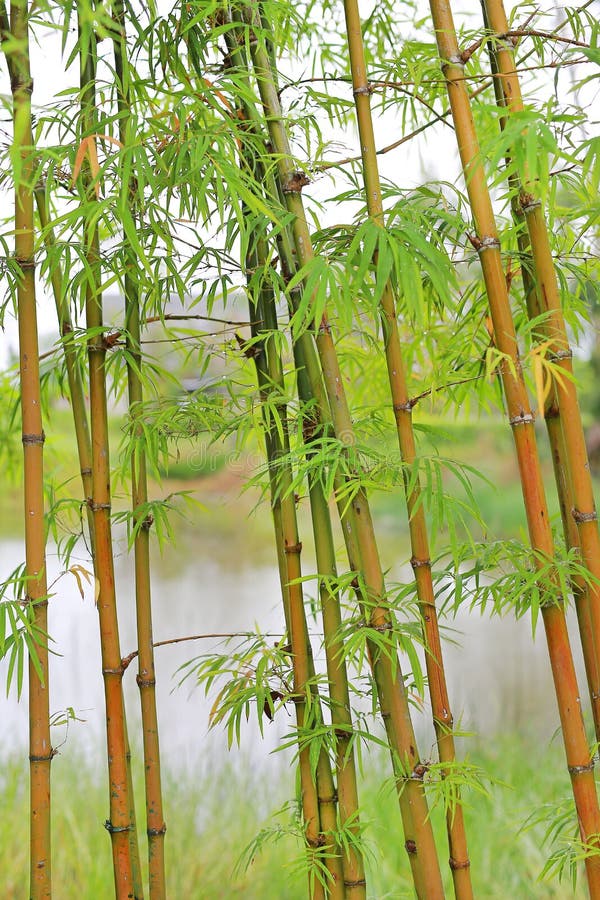 Bamboo tree after the rain stock image. Image of avenue - 155208549