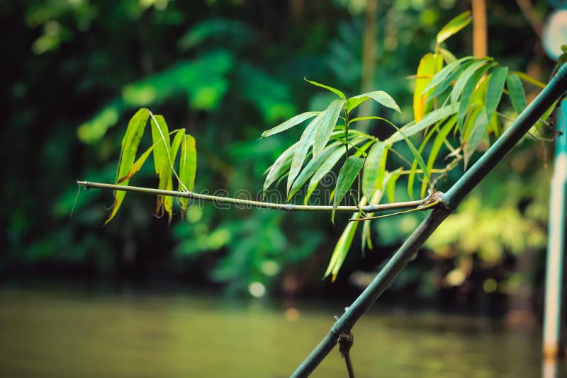 Bamboo Tree beside the River,Bamboo Trees with a Backdrop of Rivers and ...