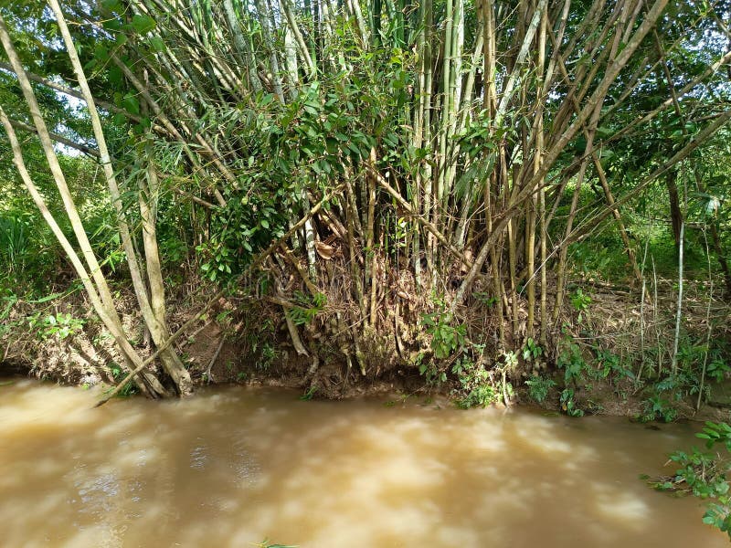 Bamboo tree on river banks stock image. Image of bamboo - 341881513