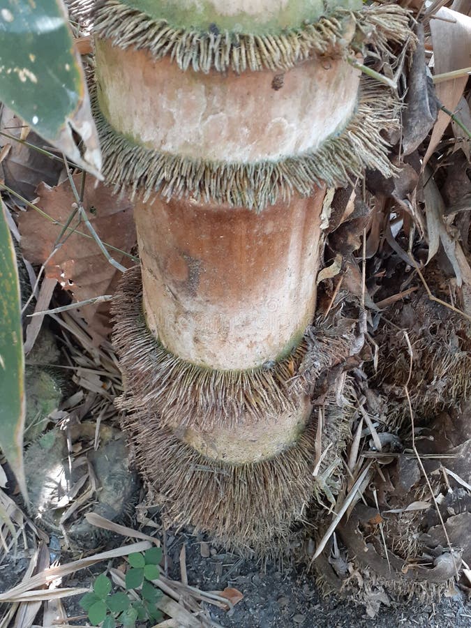 1,126 Bamboo Tree Roots Stock Photos - Free & Royalty-Free Stock Photos ...