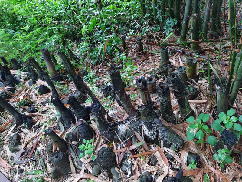 Bamboo Tree Roots that Have Been Cut Down and are Starting To Rot Stock ...