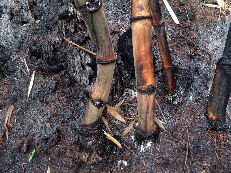The Bamboo Tree is Scorched by Fire Stock Photo - Image of bamboo ...