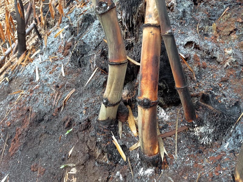 The Bamboo Tree is Scorched by Fire Stock Image - Image of geology ...
