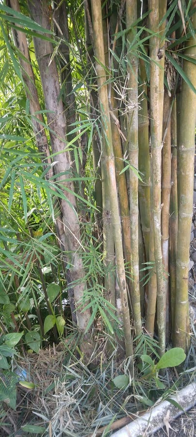 Bamboo Trees Seen from Close Range so they Look More Beautiful Stock ...