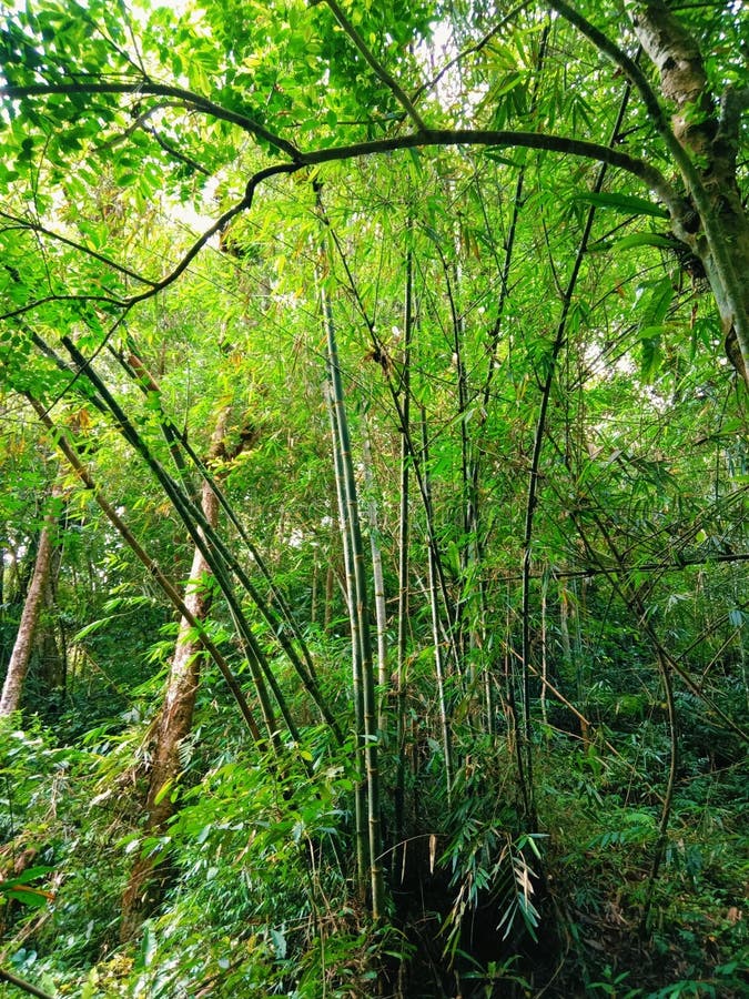 This Bamboo Tree and Several Other Trees, Bamboo is Very Useful for ...