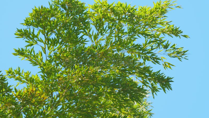 Bamboo Tree with Sky Background. Spring Bamboo Grove. Green Bamboo ...