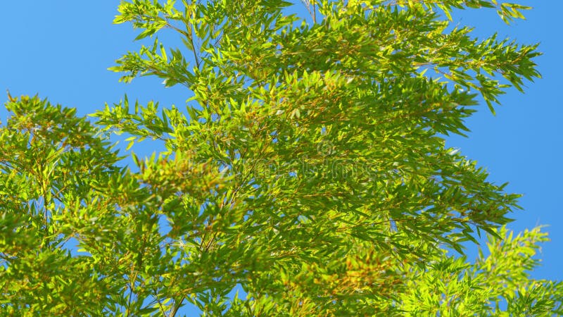 Bamboo Tree with Sky Background. Spring Bamboo Grove. Green Bamboo ...