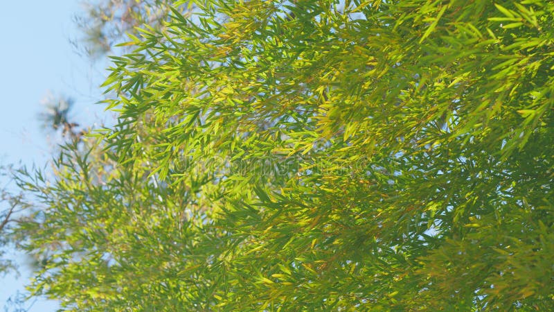 Bamboo Tree with Sky Background. Spring Bamboo Grove. Green Bamboo ...