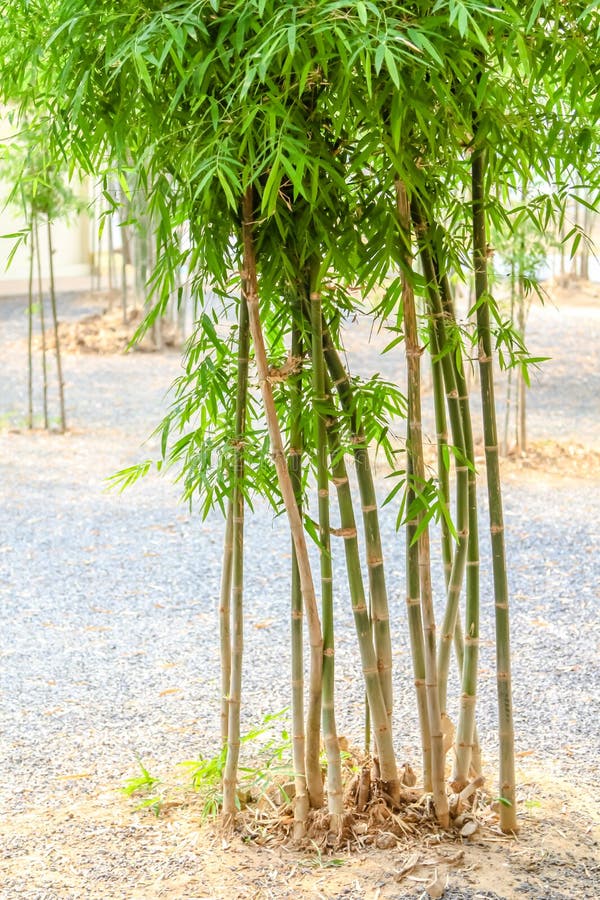 Bamboo tree stock image. Image of green, calm, branch - 53293533