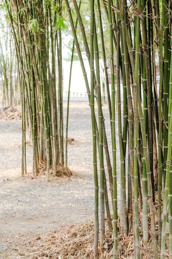 Bamboo tree stock photo. Image of bright, forest, bamboo - 53293596