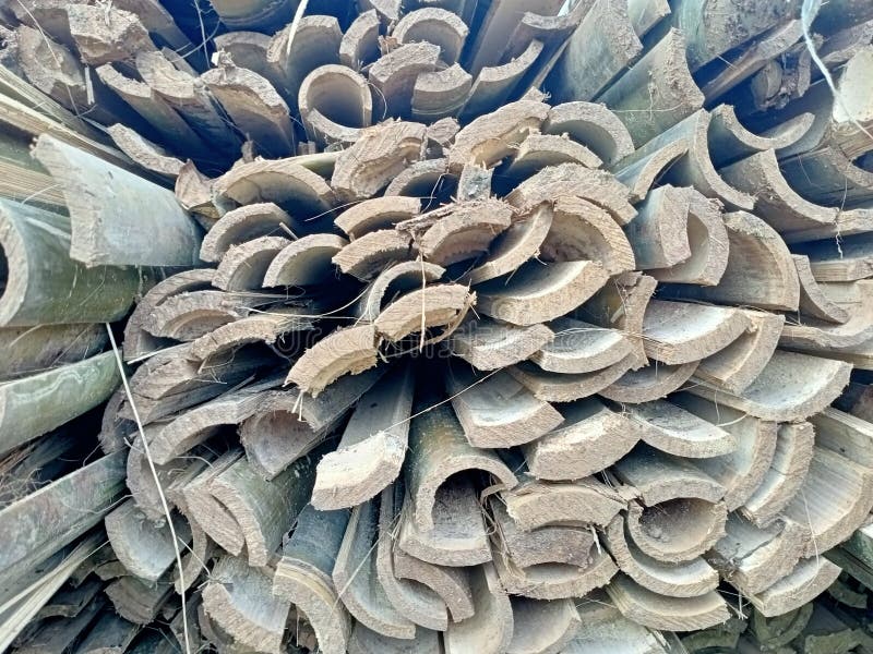 A Bamboo Tree that is Split into Several Parts Stock Photo - Image of ...