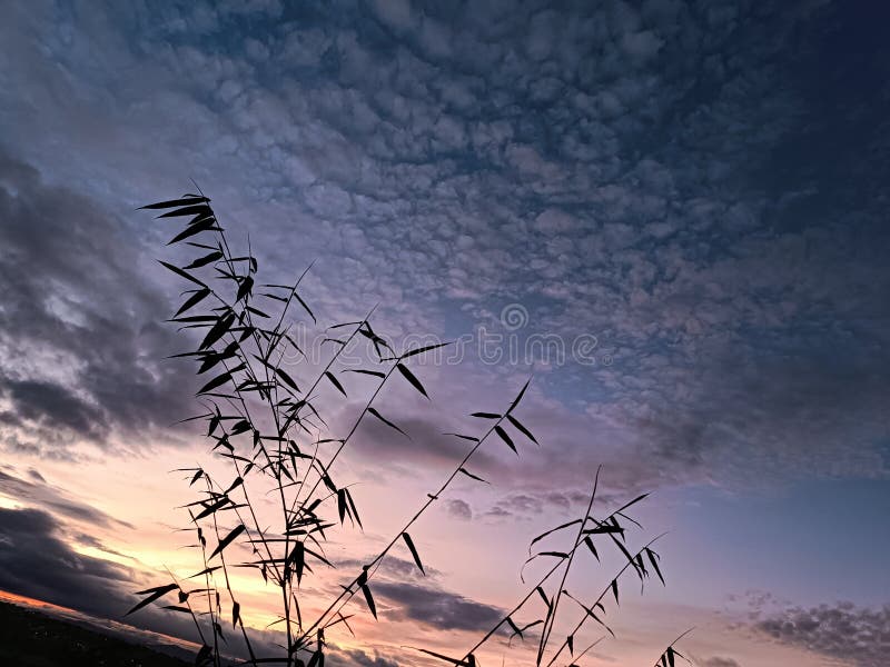 Bamboo Tree Stands among Colourful and Cloudy Morning Sky Stock Photo ...
