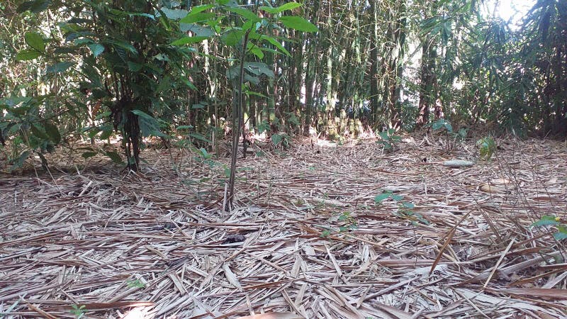 Bamboo Tree Taken during the Day Stock Image - Image of growth, leaves ...