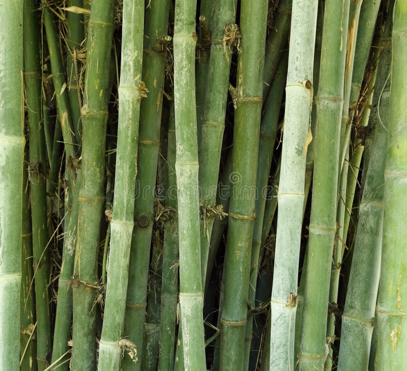 Bamboo Tree Texture Background Royalty Free Stock Images - Image: 32963909