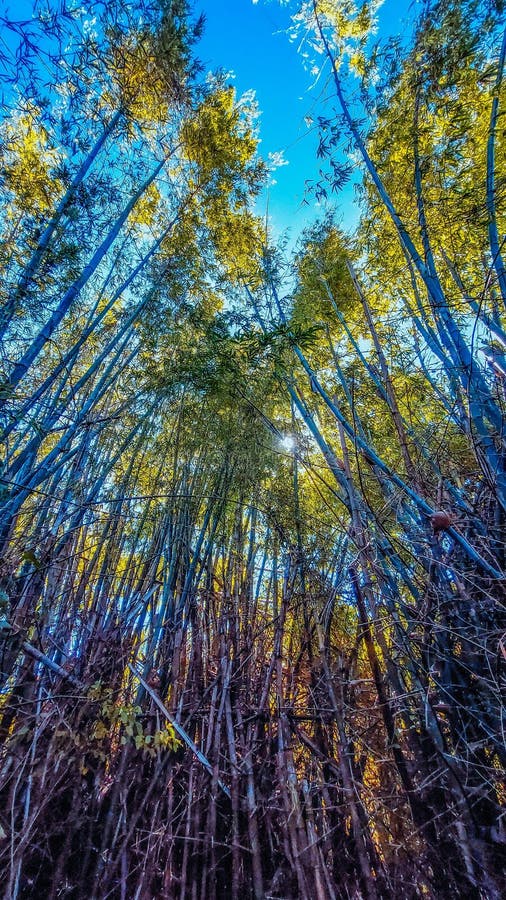 Bamboo Tree, Thailand, Asia Stock Image - Image of forest, plant: 258821689