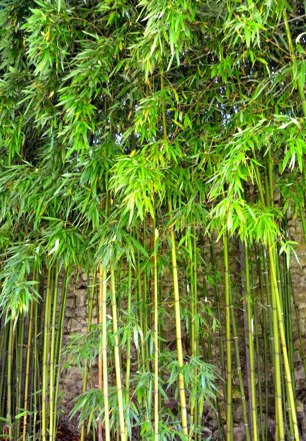 Bamboo Tree. Tropical Forest Stock Image - Image of forest, frame: 45488315
