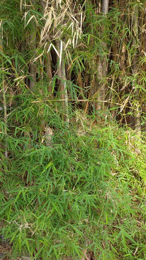 Bamboo Tree in the Tropical Rain Forest Stock Photo - Image of ...