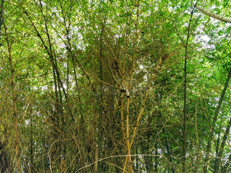 Bamboo Tree in Tropical Rainforest Stock Image - Image of ecology ...