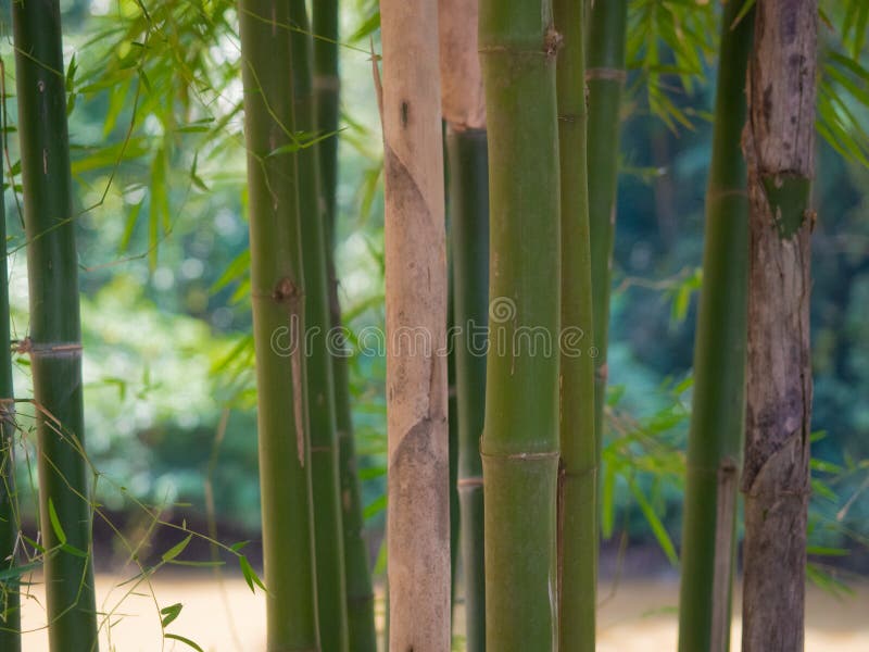 Bamboo Tree in Tropical Rainforest Stock Image - Image of green, border ...