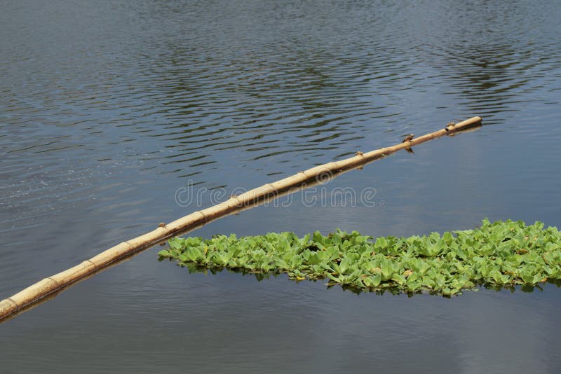 Truncfloating Stock Photos - Free & Royalty-Free Stock Photos from ...