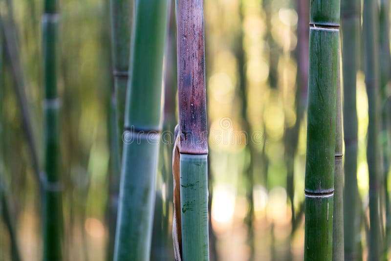Bamboo tree trunk stock image. Image of evergreen, trunk - 54538263
