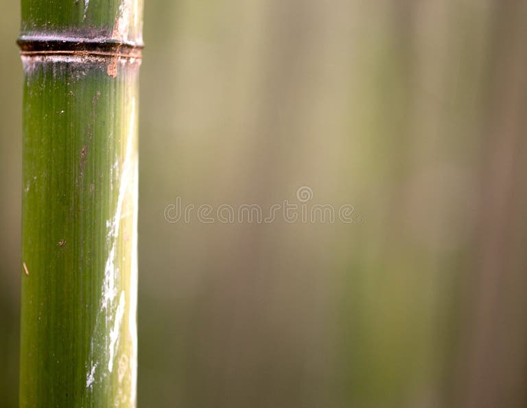 Bamboo tree trunk stock image. Image of leaves, forest - 54538665