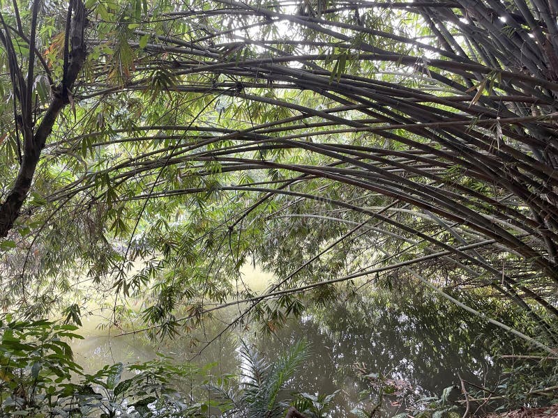 The Bamboo Tree Trunks Fall Curved Over the Lake Stock Image - Image of ...