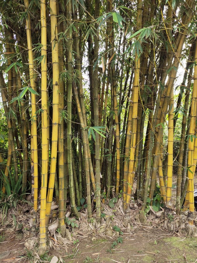 Bamboo Tree Trunks in the Forest Stock Photo - Image of palm, bamboo ...