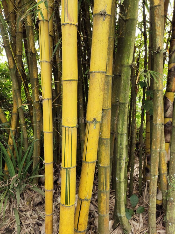 Bamboo Tree Trunks in the Forest Stock Image - Image of meditation ...