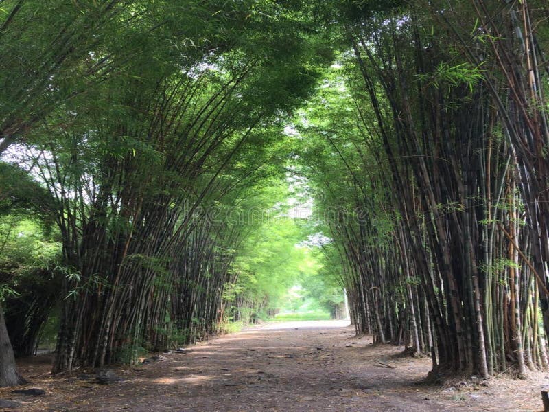 Bamboo tree view stock image. Image of plant, branch - 256335039