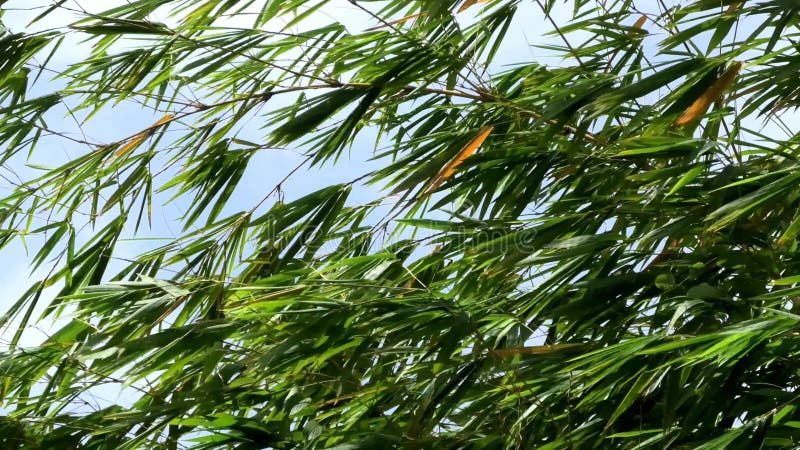 Bamboo tree waves stock video. Video of wind, plants - 286150777