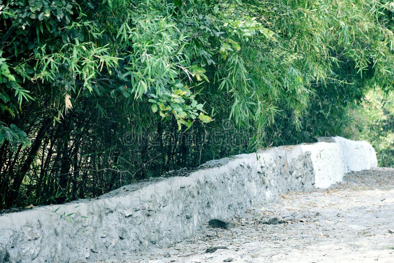 Bamboo tree and a way stock image. Image of flower, green - 253634537