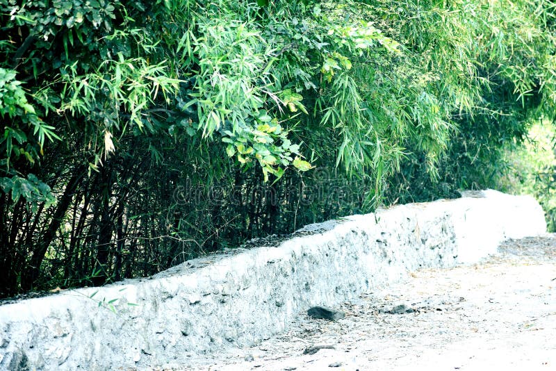 Bamboo tree and a way stock image. Image of river, soil - 253634543