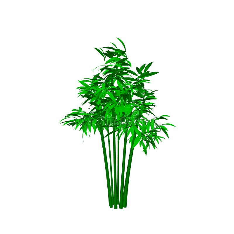 Bamboo Tree. Isolated on White Background. Top View. Stock Vector ...