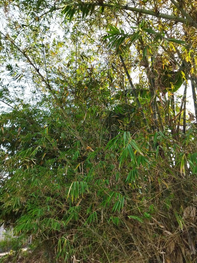 Bamboo tree yard stock photo. Image of blossom, tree - 292123536