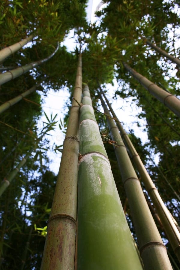 Bamboo Trees Picture. Image: 14207159