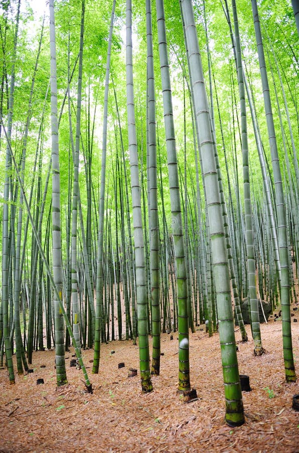 Big bamboo stock image. Image of field, vegetable, forrest - 2709193